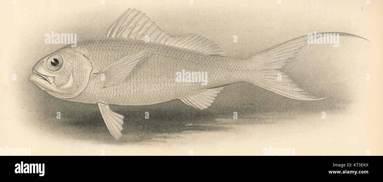 FMIB accession number 42468 refers to the type specimen of Etelis ...