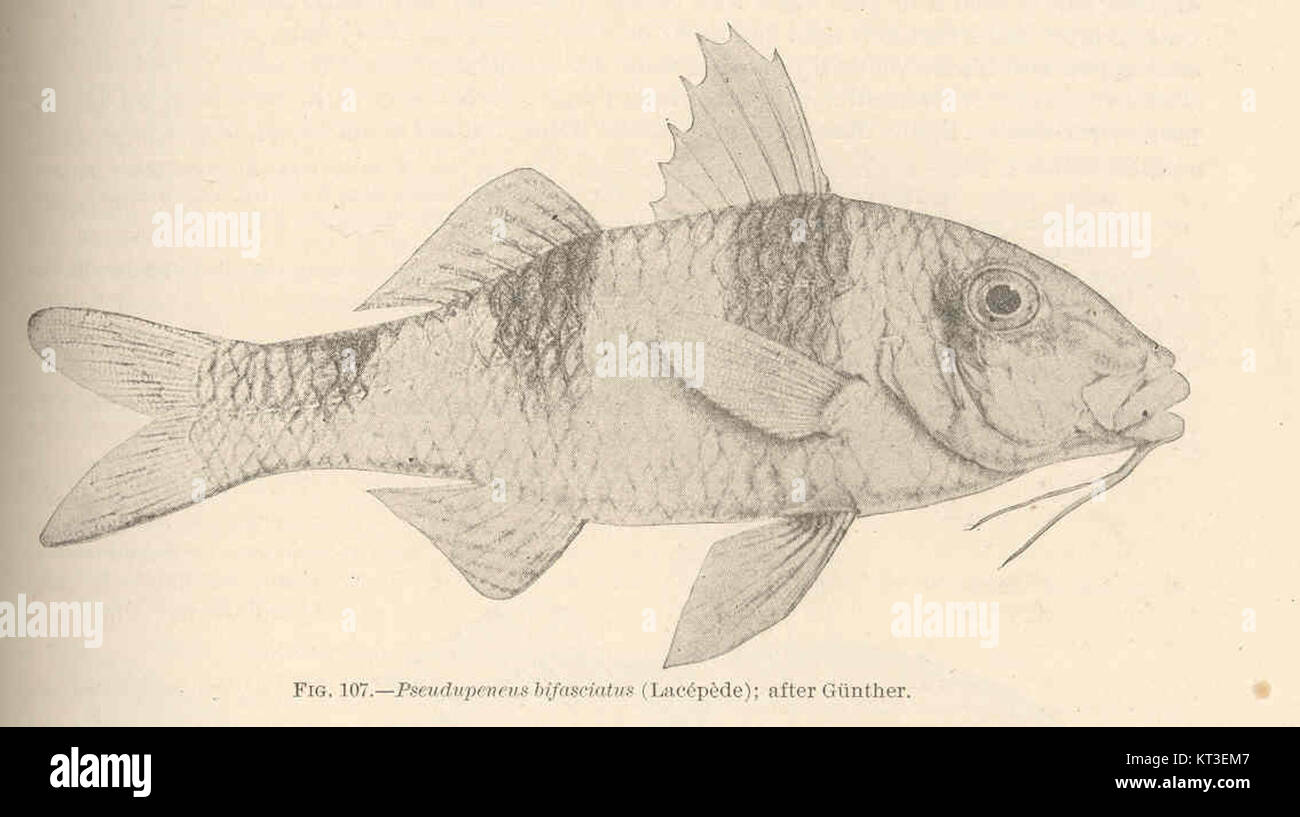 *Pseudupeneus bifasciatus*, also known as the two-barred goatfish, is a ...