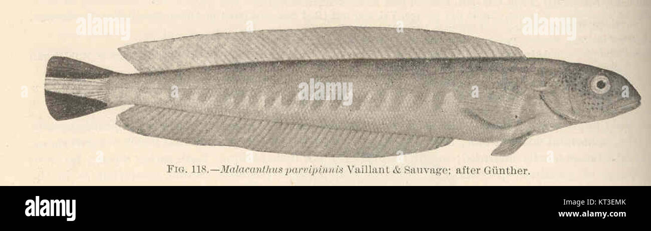 Malacanthus pareipinnis, a species of fish described by Vaillant ...