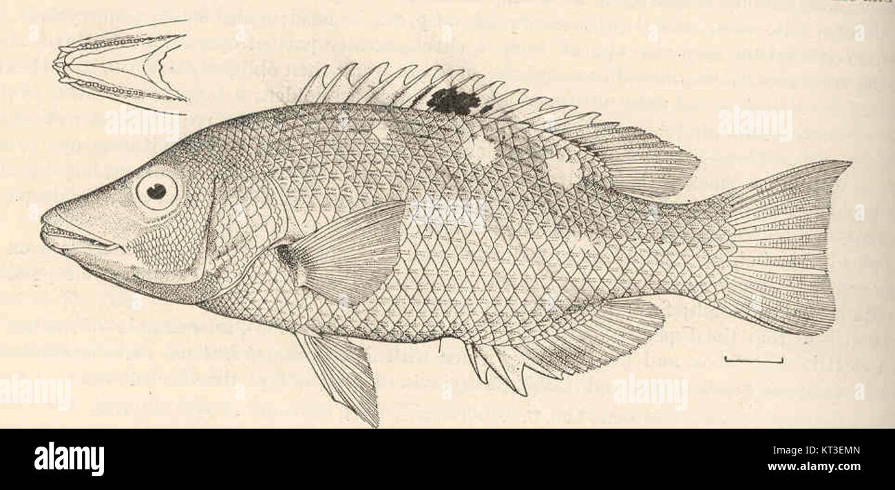 Verreo oxycephalus (Bleeker) is a species of fish belonging to the ...