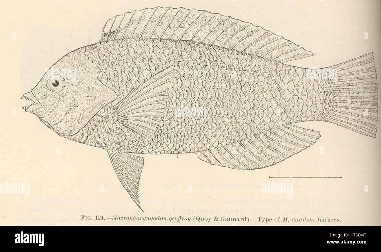 42491 Macropharyngodon geoffroy (Quoy & Gaimard) Type of M aquilolo ...