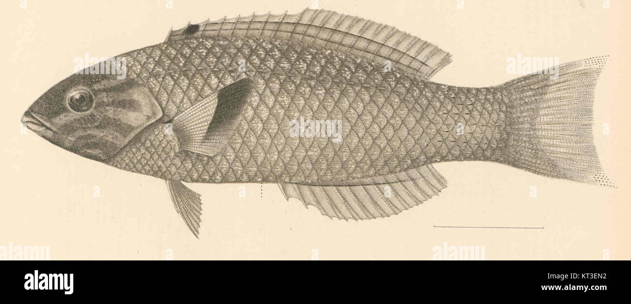 Thalassoma aneitense, commonly known as the labrid fish, was described ...