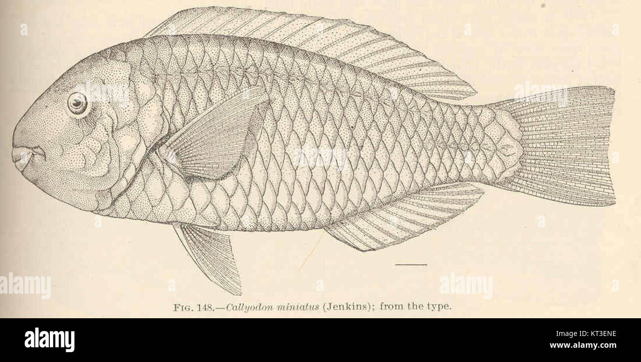 Callyodon miniatus, a species first described by Jenkins, is a species ...