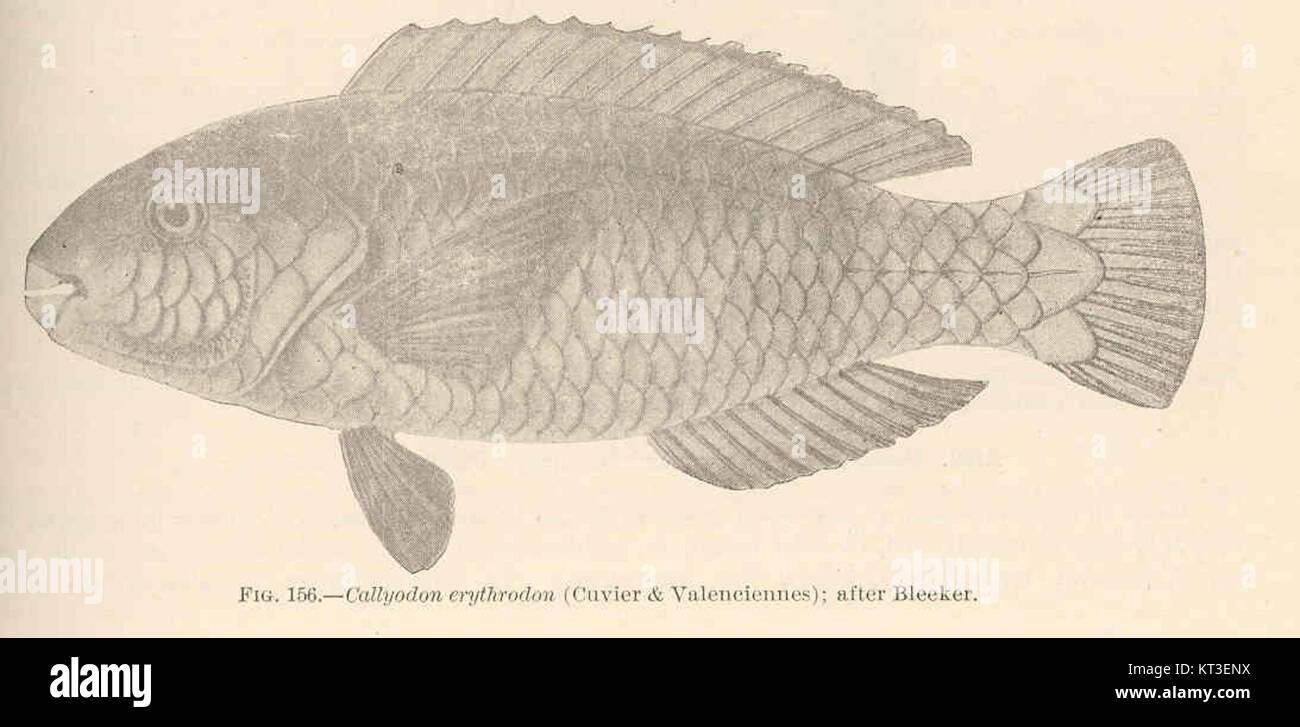 Fish easily identifiable hi-res stock photography and images - Alamy