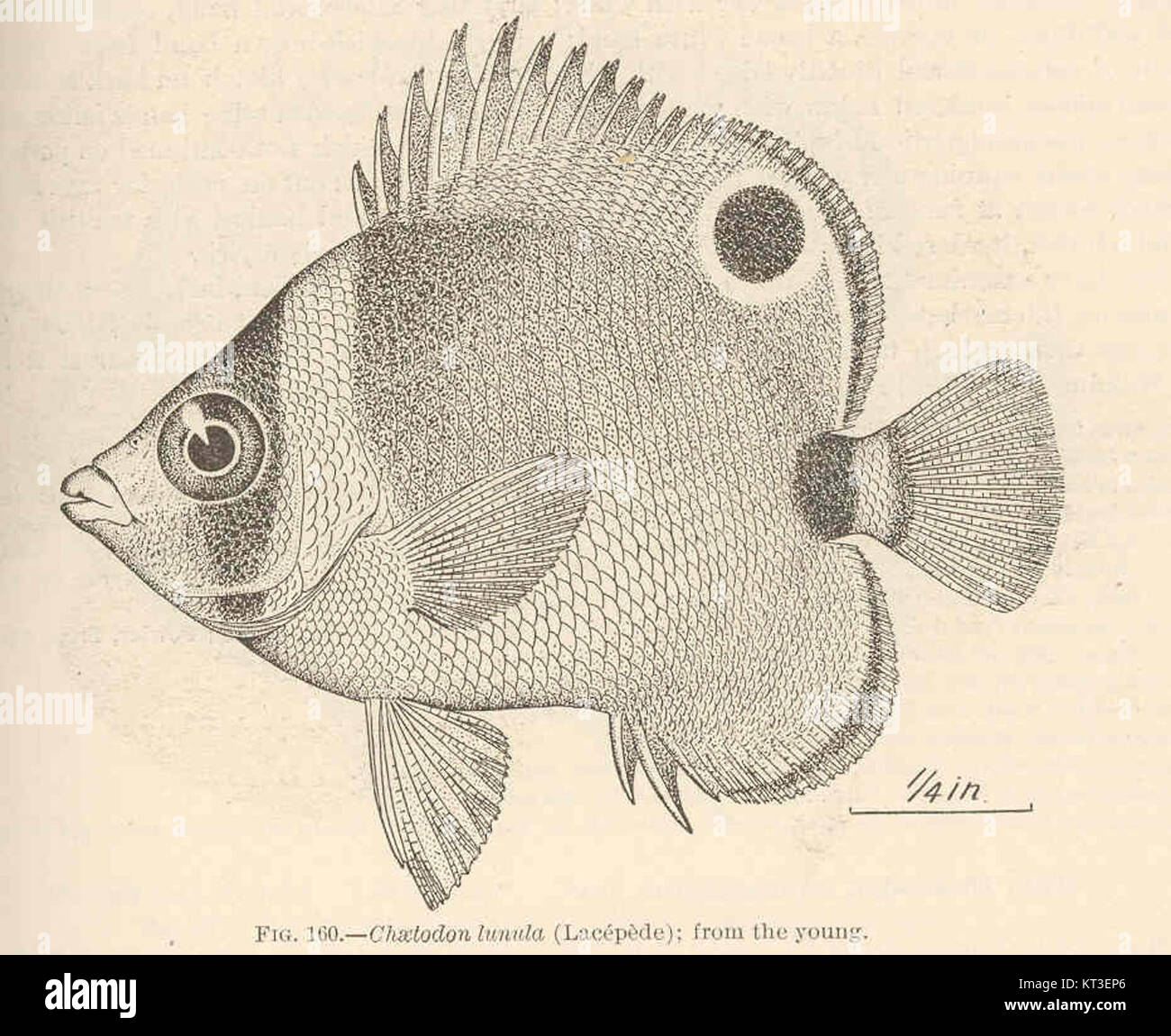 Crescent shape hi-res stock photography and images - Alamy