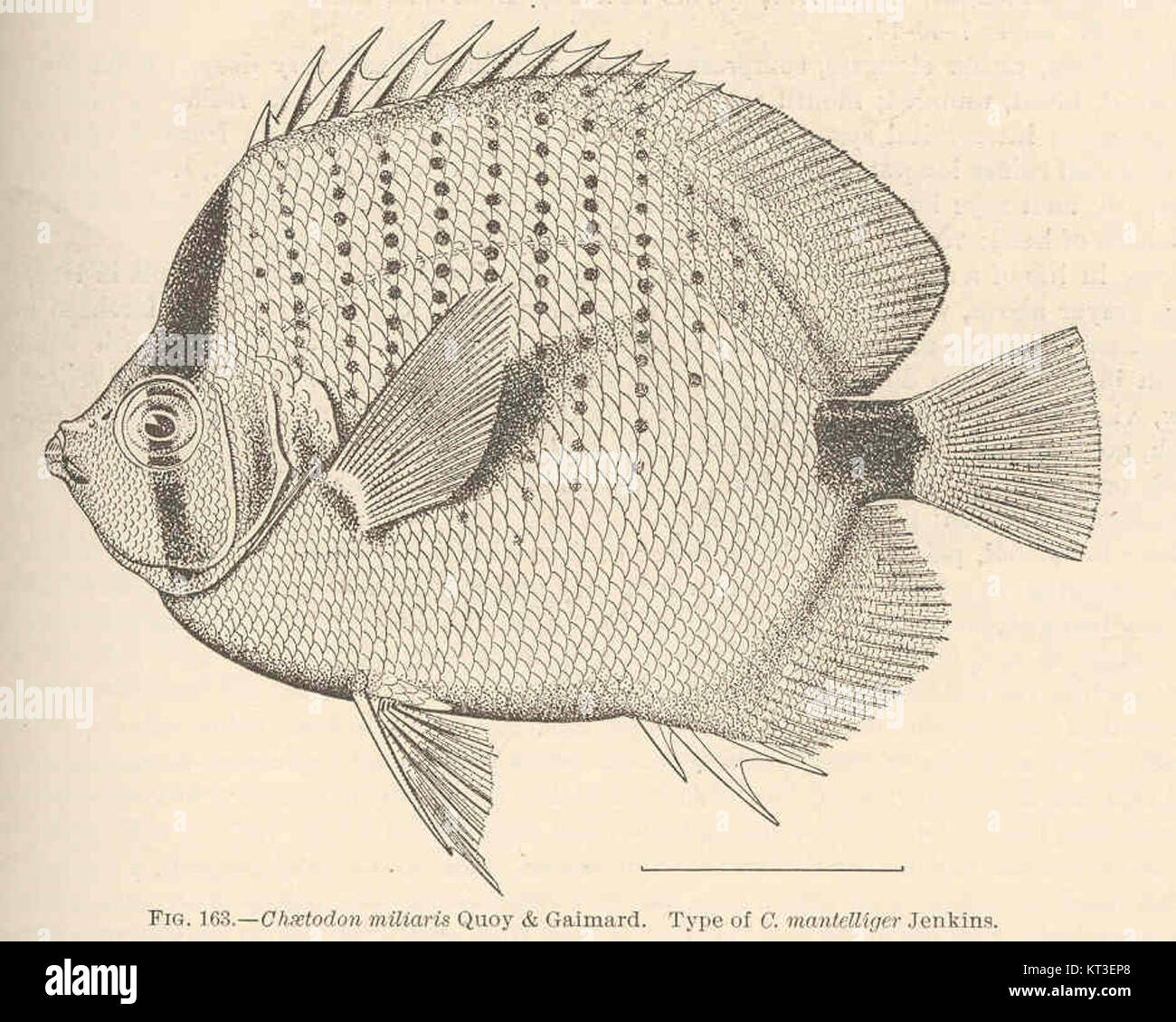 Chaetodon miliaris, commonly known as the military butterflyfish, is a ...