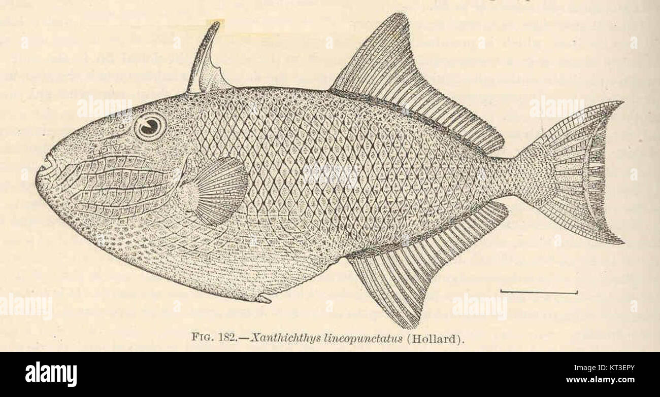 Image of the species Xanthichthys lineopunctatus, commonly known as the ...