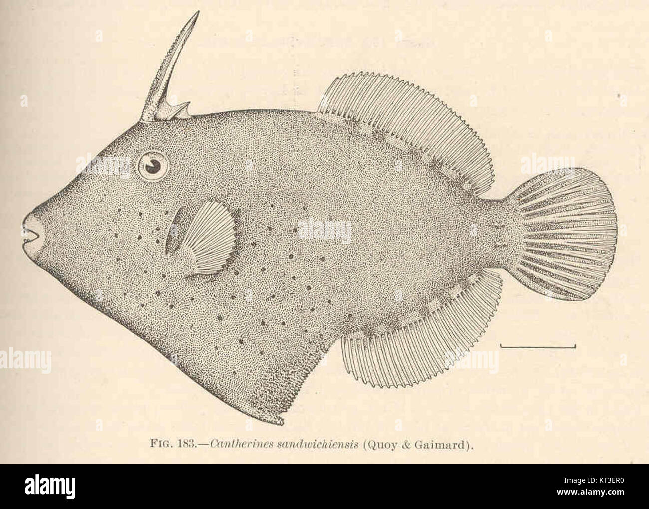 Cantherines sandwichiensis, identified by Quoy & Gaimard, is a species ...