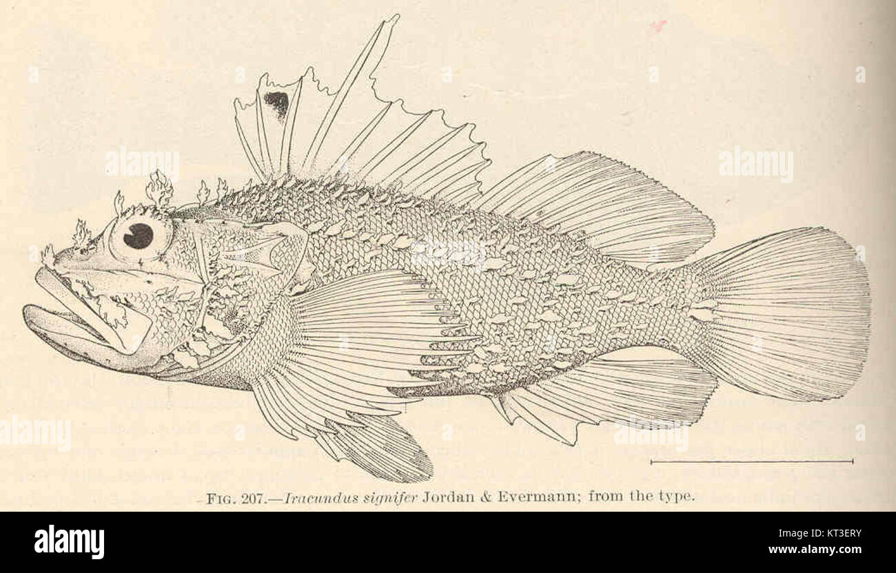 Signifer hi-res stock photography and images - Alamy