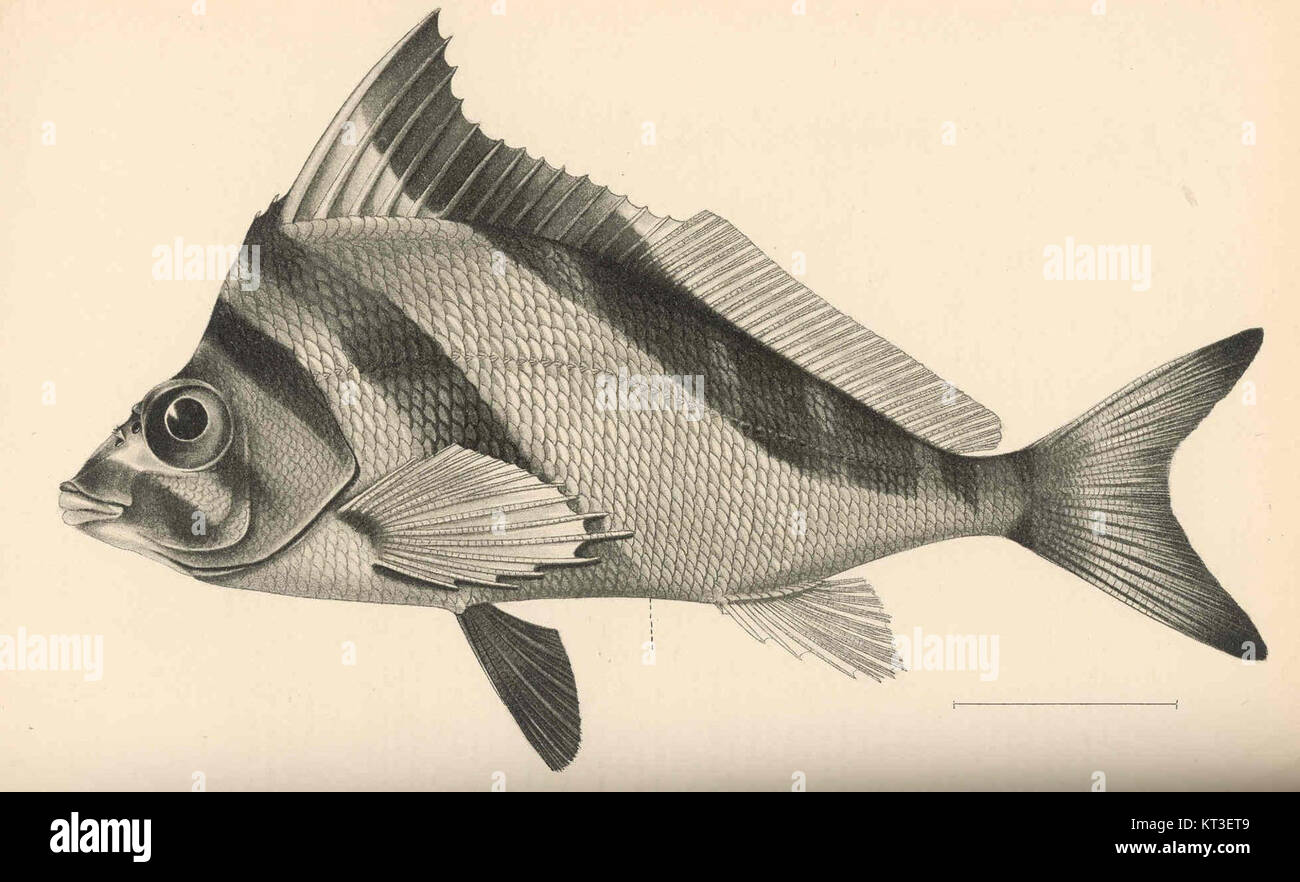 Cheilodactylus vittatus hi-res stock photography and images - Alamy