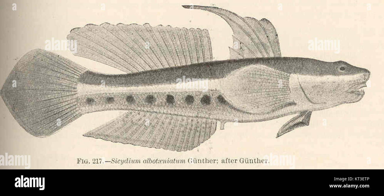 Sicydium albotaeniatum, also known as the striped goby, is a freshwater ...