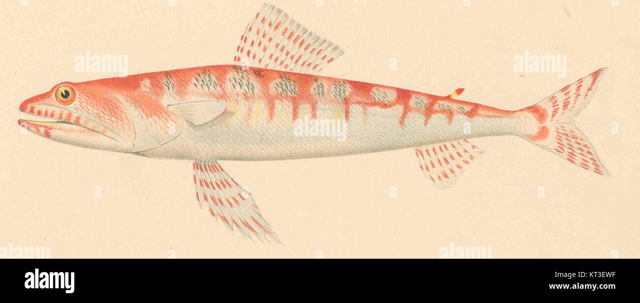 Synodus ulae hi-res stock photography and images - Alamy