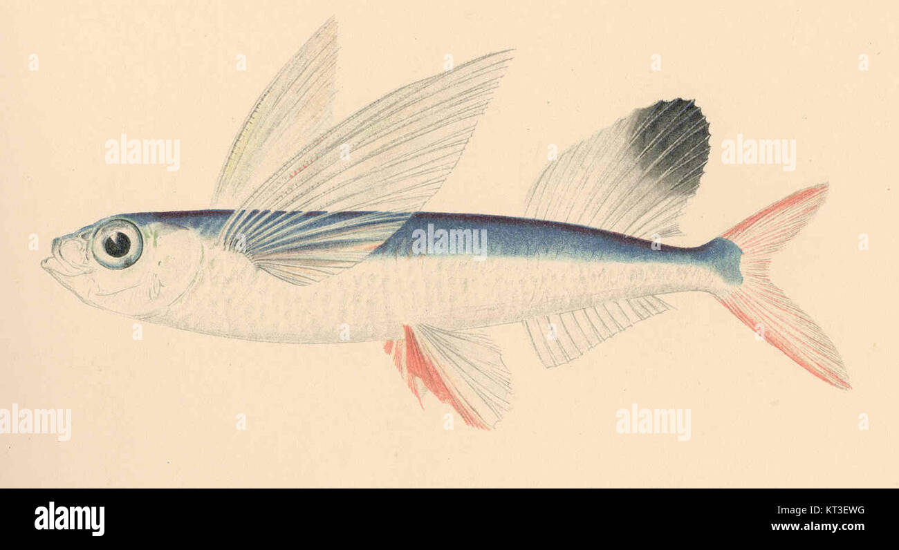 An image of the fish species Parexocoetus brachypterus, commonly known ...
