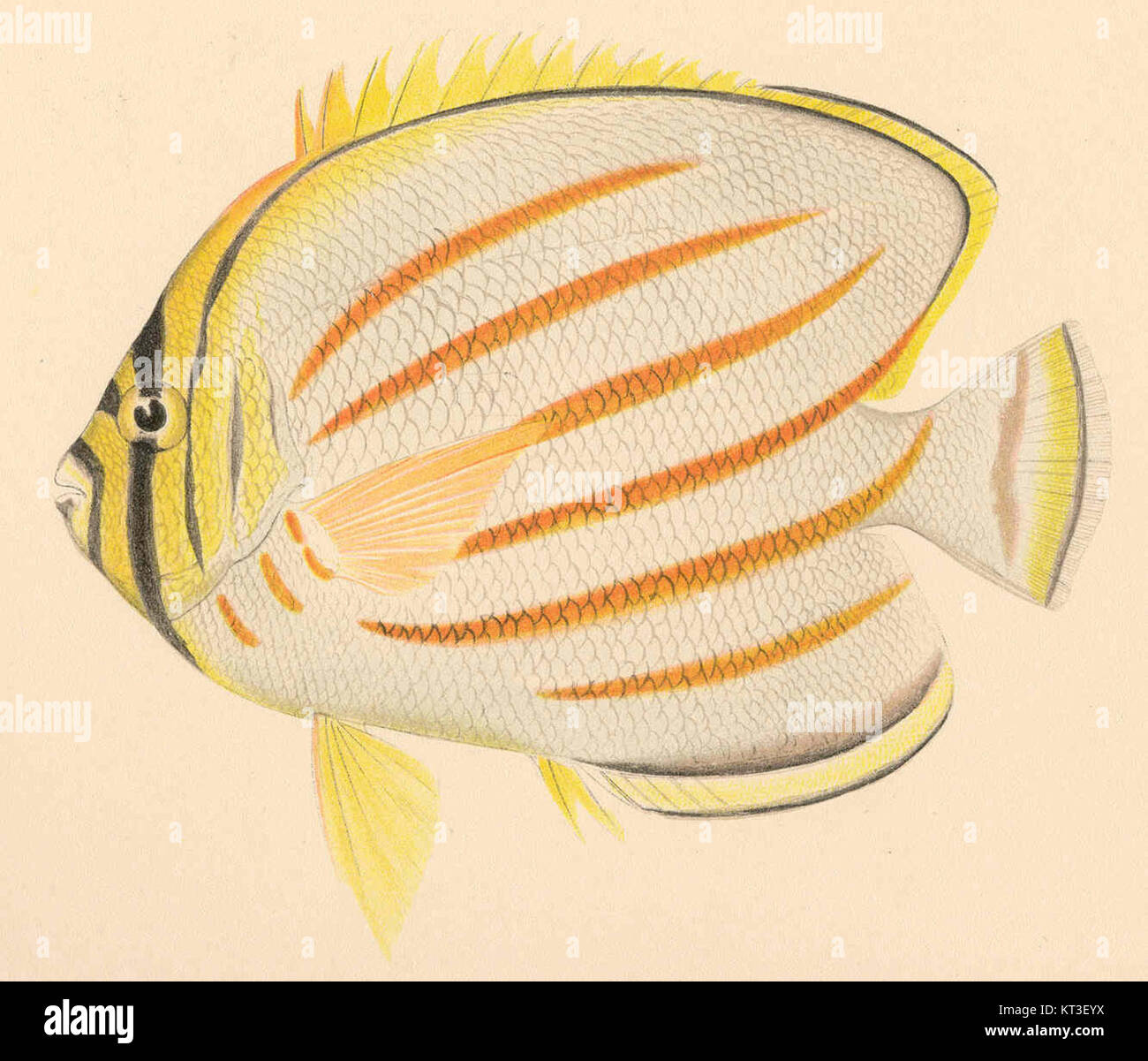 42647 Chaetodon ornatissimus Solander Kikakapu Stock Photo - Alamy