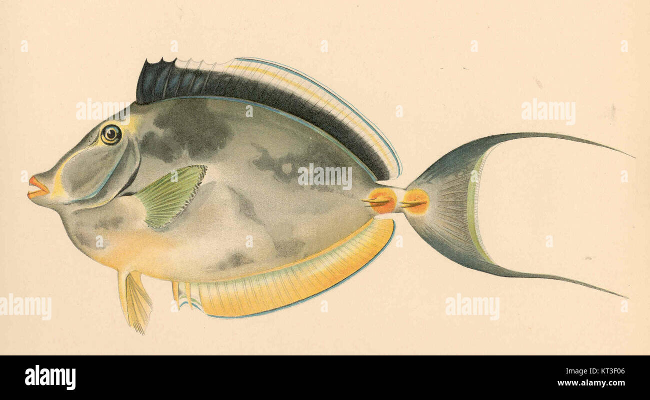 Acanthurus species hi-res stock photography and images - Alamy