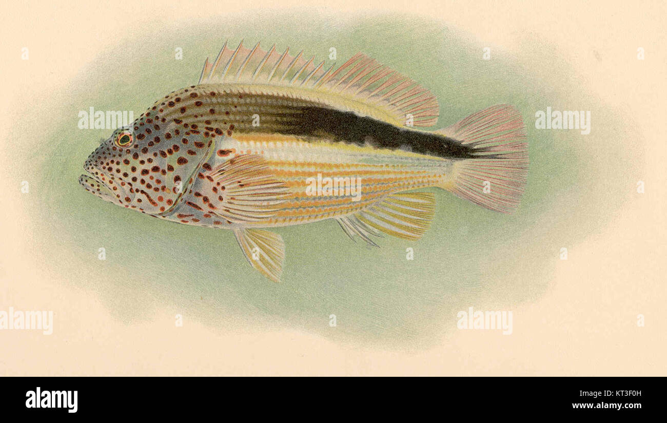 Hawaiian reef fish species hi-res stock photography and images - Alamy