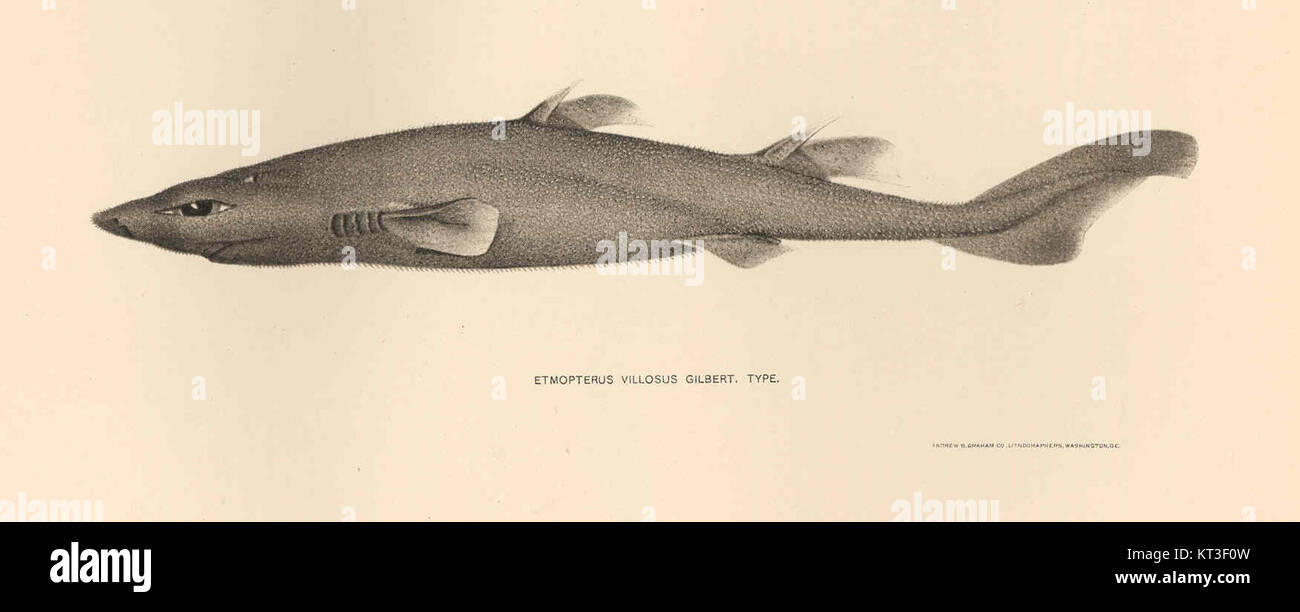 Velvet belly lanternshark hi-res stock photography and images - Alamy