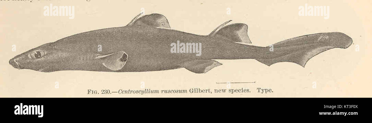 Centroscyllium ruscosum Gilbert is a newly identified species of deep ...