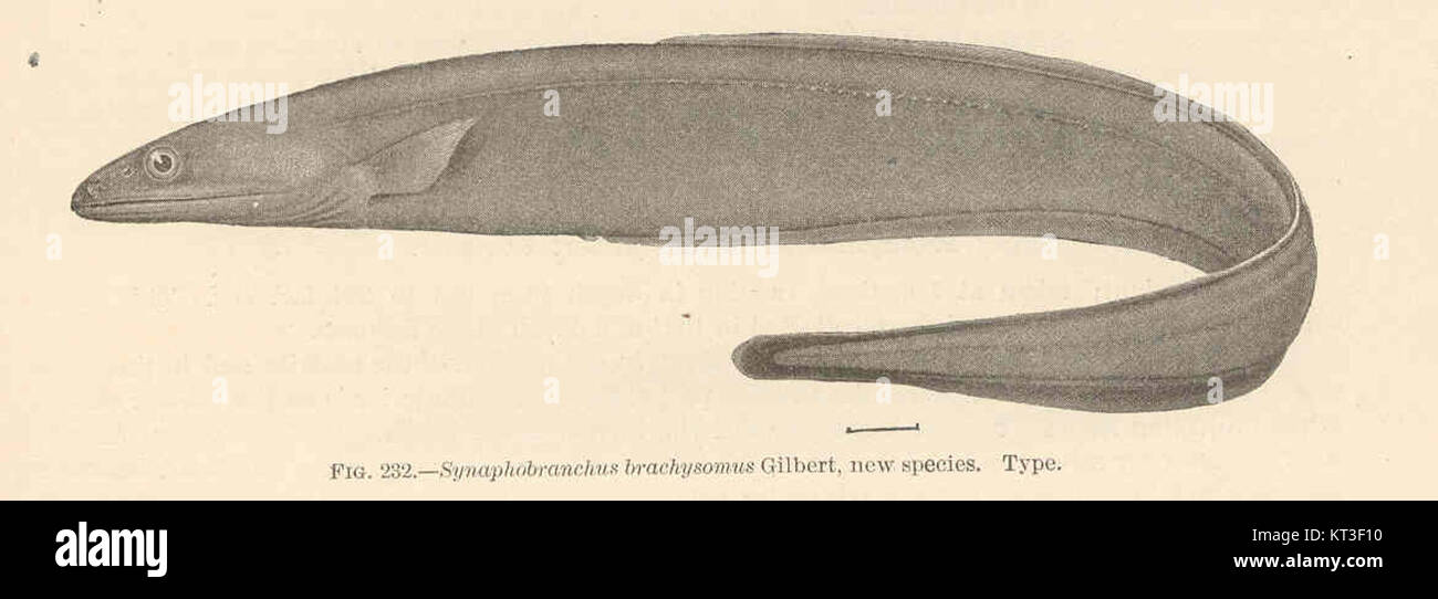Synaphobranchus brachysomus is a newly discovered species of eel ...