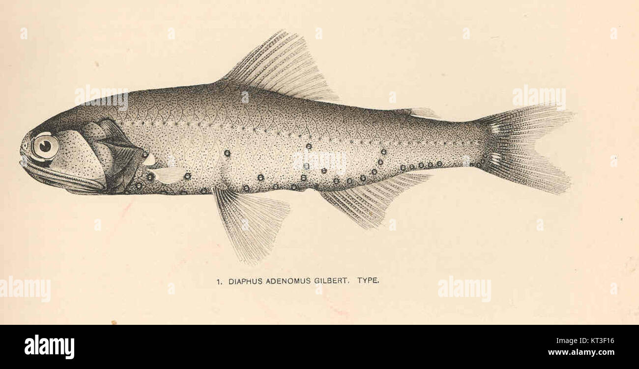 Adenomus hi-res stock photography and images - Alamy