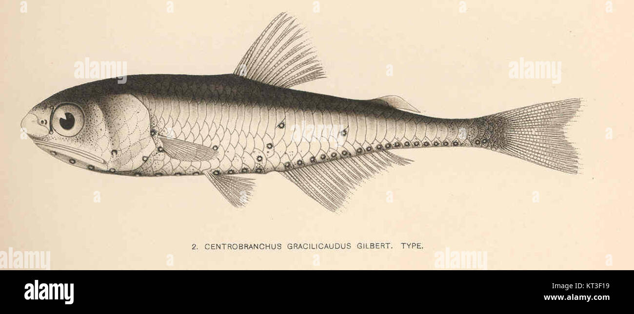 Centrobranchus gracilicaudus Gilbert, a species of fish described by ...