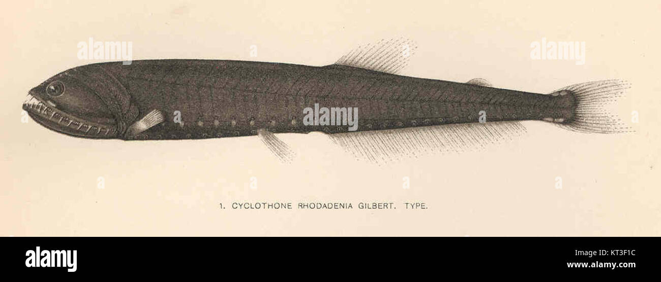 Cyclothone hi-res stock photography and images - Alamy