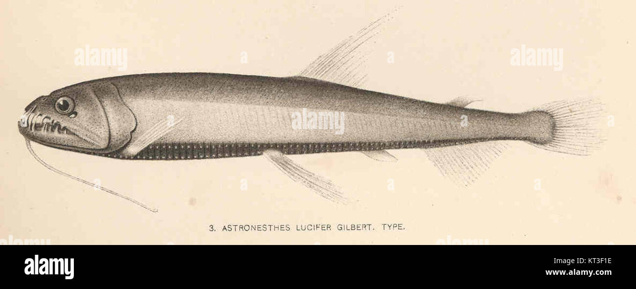Astronesthes lucifer hi-res stock photography and images - Alamy