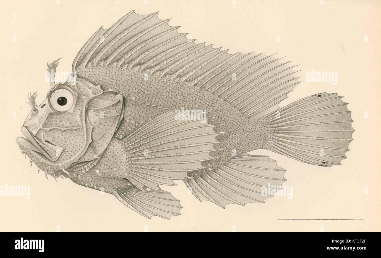 42711 Taenianotus citrinellus Gilbert Type Stock Photo - Alamy