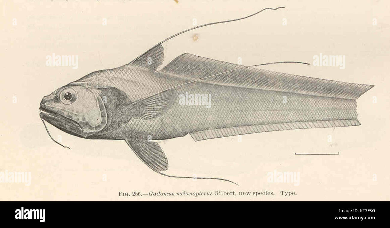 42729 Gadomus melanopterus Gilbert, new species Type Stock Photo - Alamy