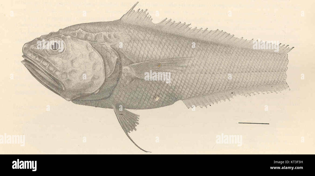 42730 Gadomus bowersi Gilbert is a newly identified species ...