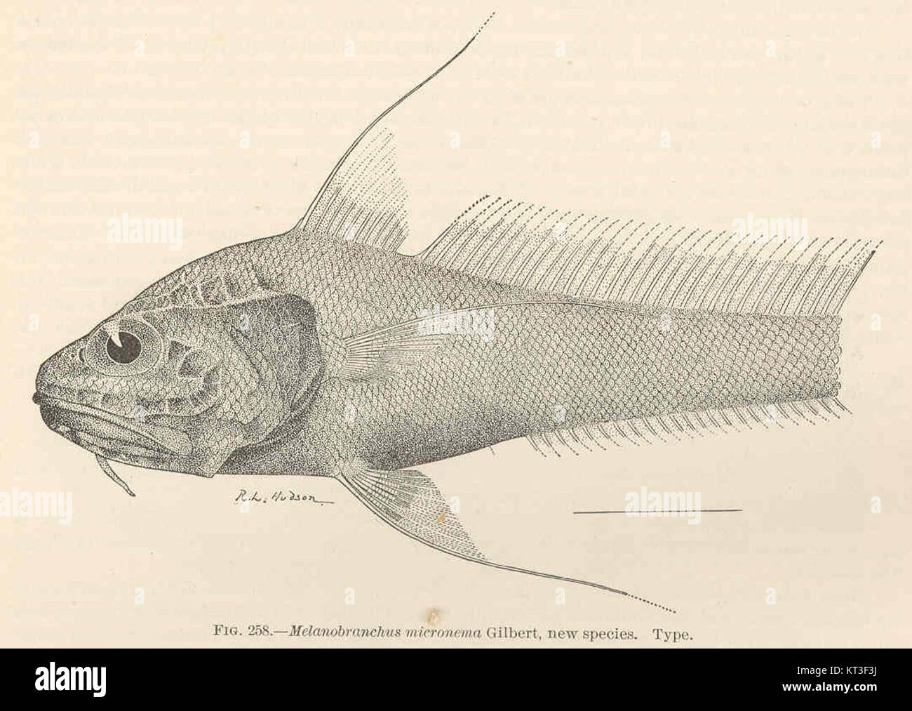 Melanobranchus hi-res stock photography and images - Alamy