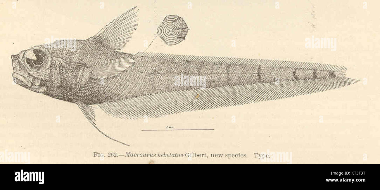 Macrourus hebetatus Gilbert is a newly identified species of deep-sea ...