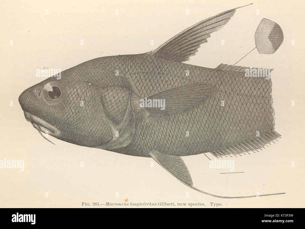Rattail fish hi-res stock photography and images - Alamy