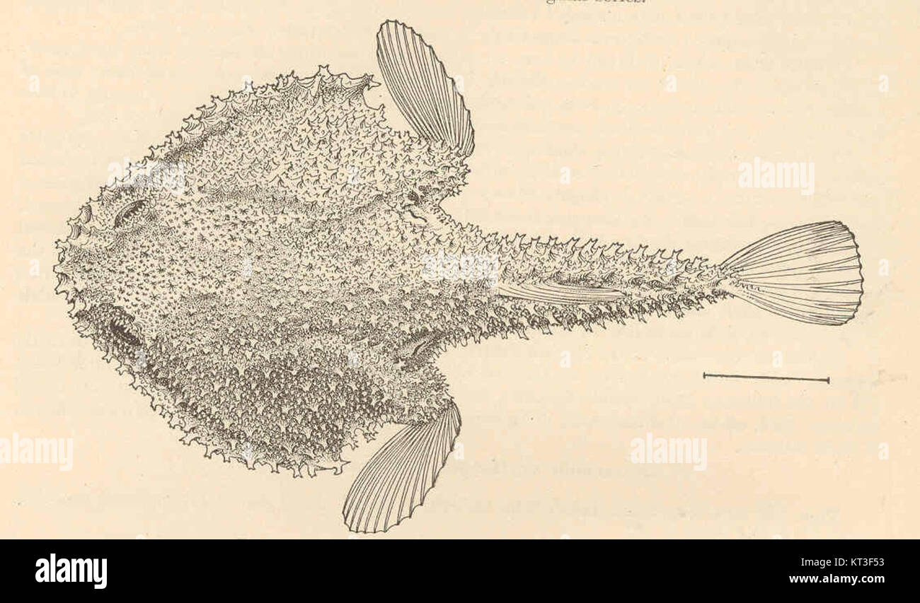 Dibranchus erythrinus Gilbert is a newly identified species of deep-sea ...