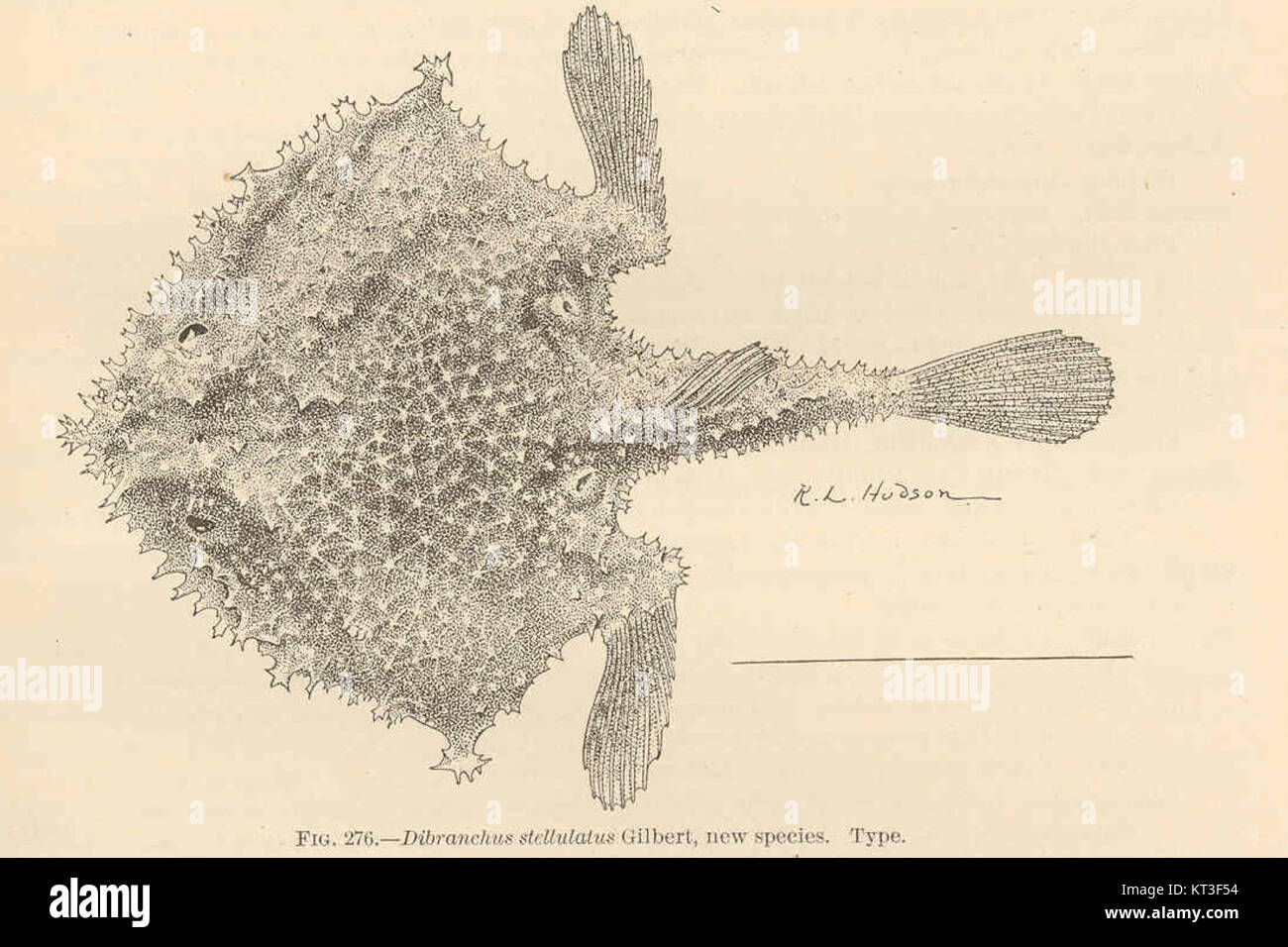 Dibranchus stellulatus Gilbert is a newly identified species of fish ...