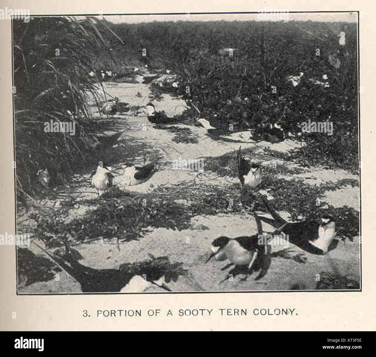 This image captures a portion of a Sooty Tern colony, a seabird species ...