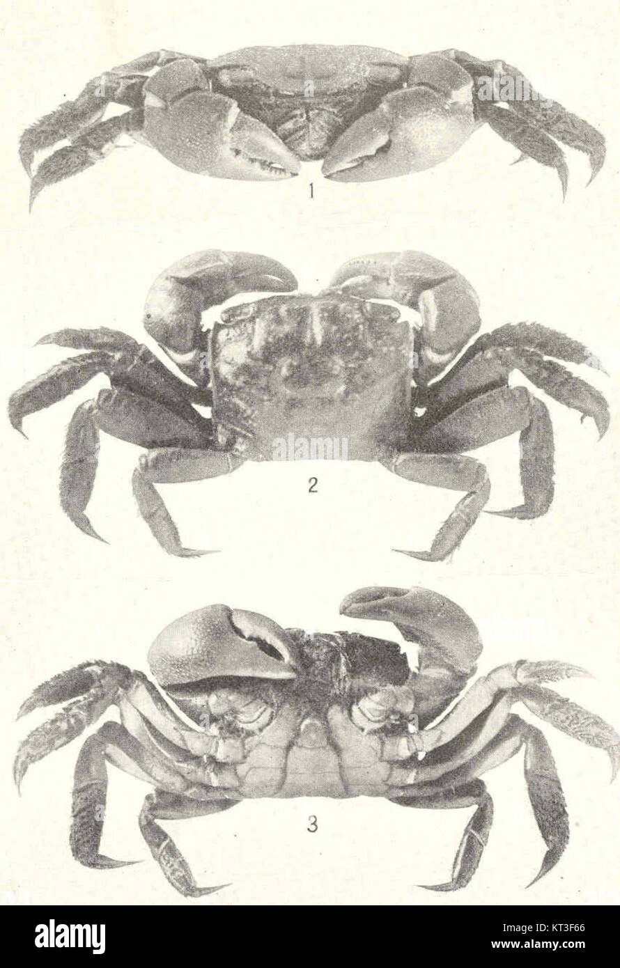 Sesarma reticulatum, a species of mangrove crab, is known for its ...