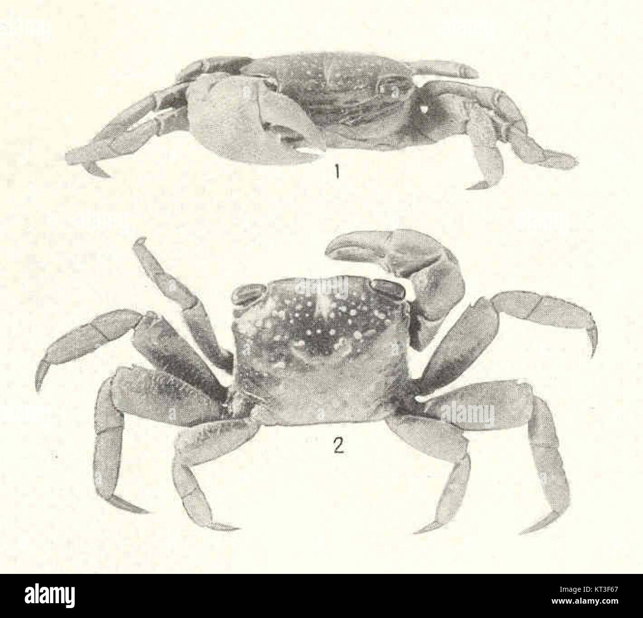 Sesarma curacaoense hi-res stock photography and images - Alamy