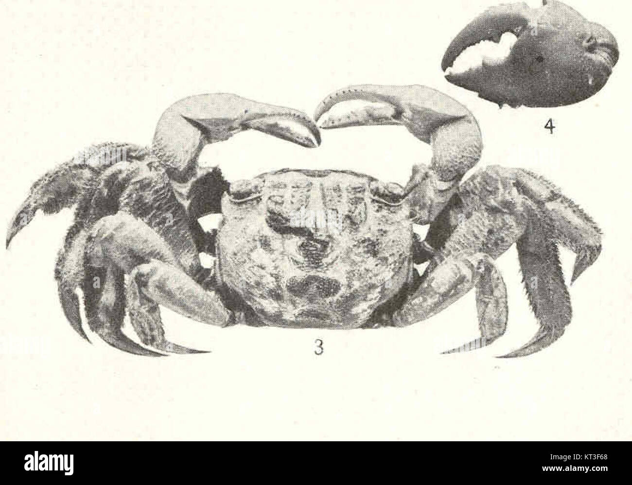 Curacaoense hi-res stock photography and images - Alamy