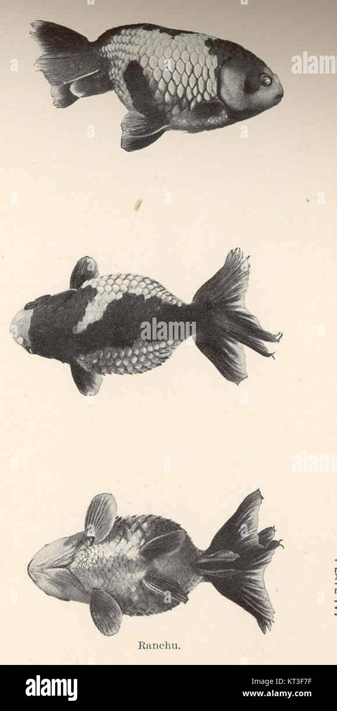 42811 Varieties of Gold-Fish (Lateral, Dorsal, and Ventral Views ...