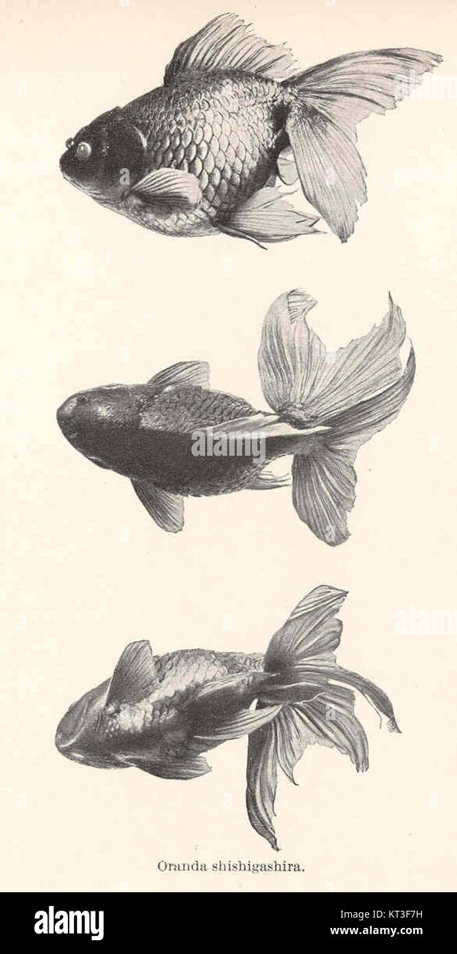 42812 Varieties of Gold-Fish (Lateral, Dorsal, and Ventral Views ...