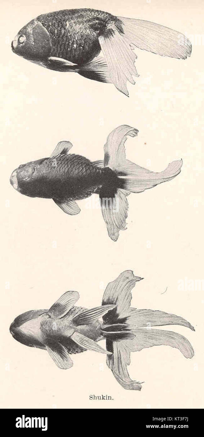 Shukin's 'Varieties of Gold-Fish' depicts various perspectives of ...