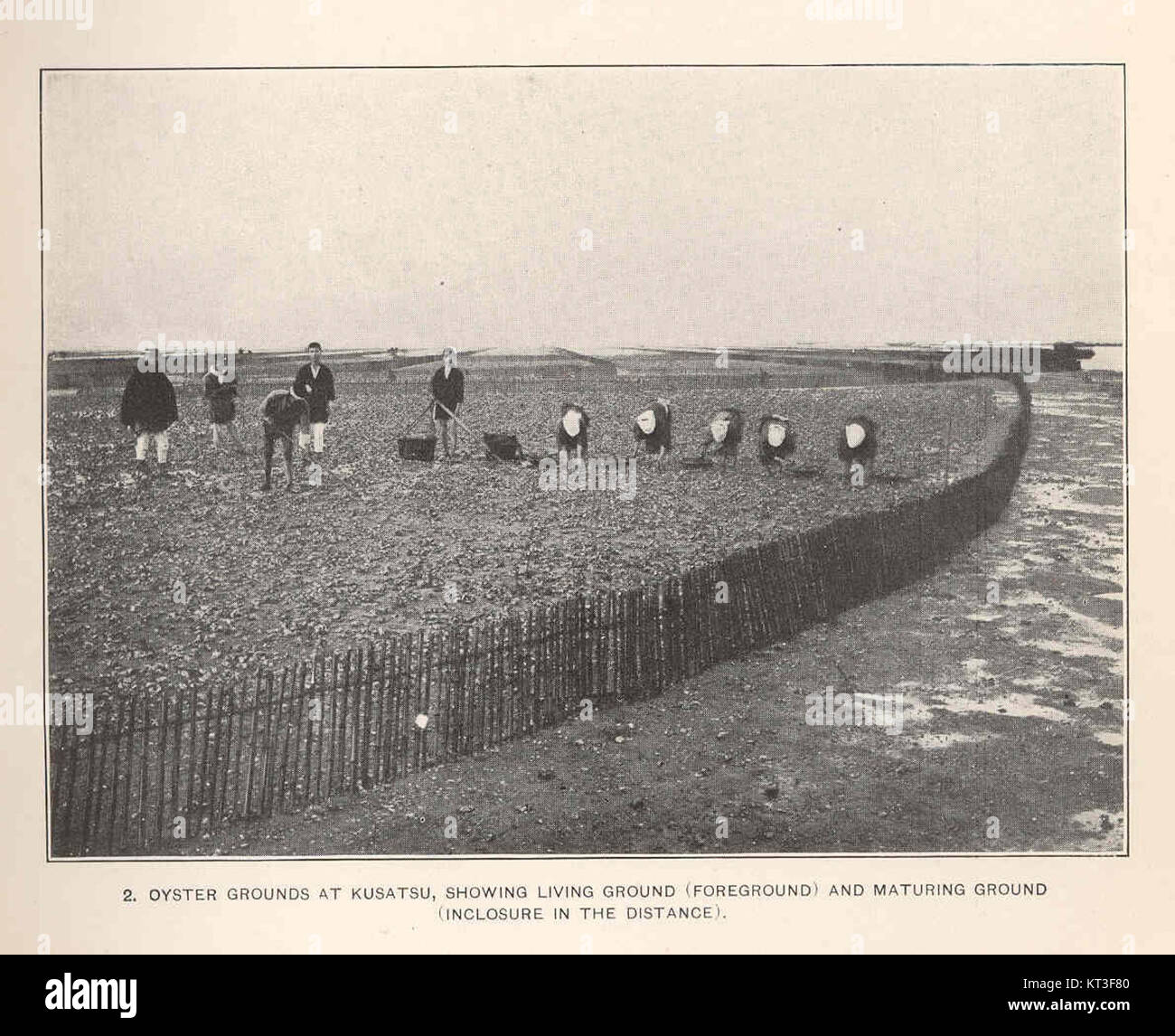 This image shows oyster grounds at Kasutsu, with living ground in the ...
