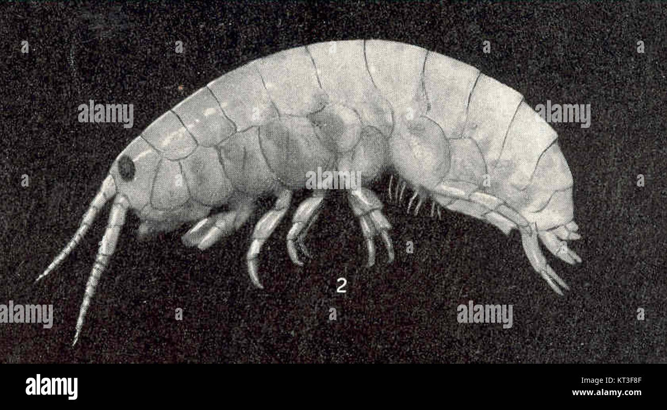 Hyale littoralis, a species of amphipod crustacean, observed in the ...