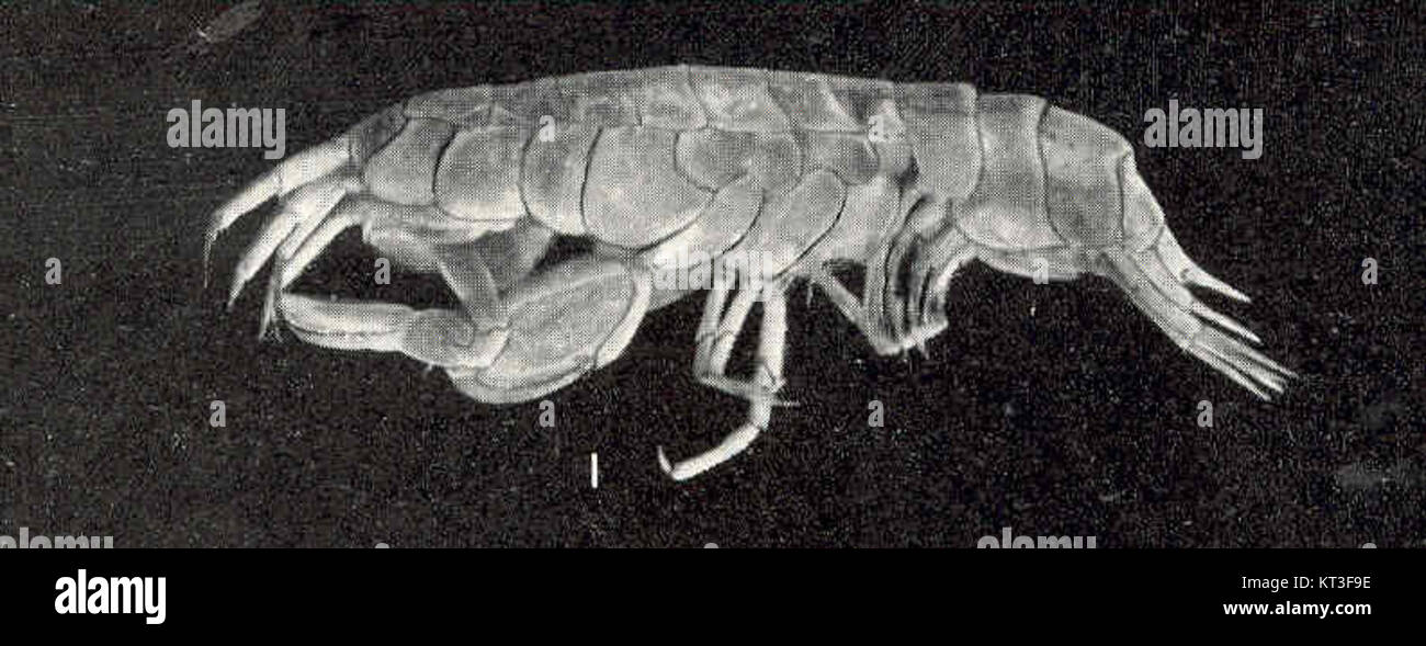 Leucothoe spinicarpa, commonly known as the Grand Manan shrub, is a ...