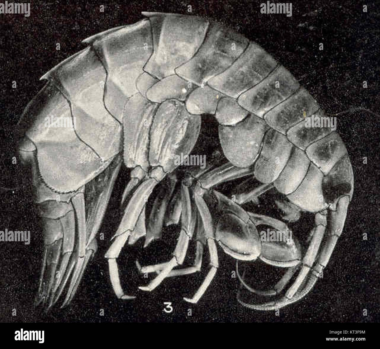 Deep sea polychaete worm hi-res stock photography and images - Alamy