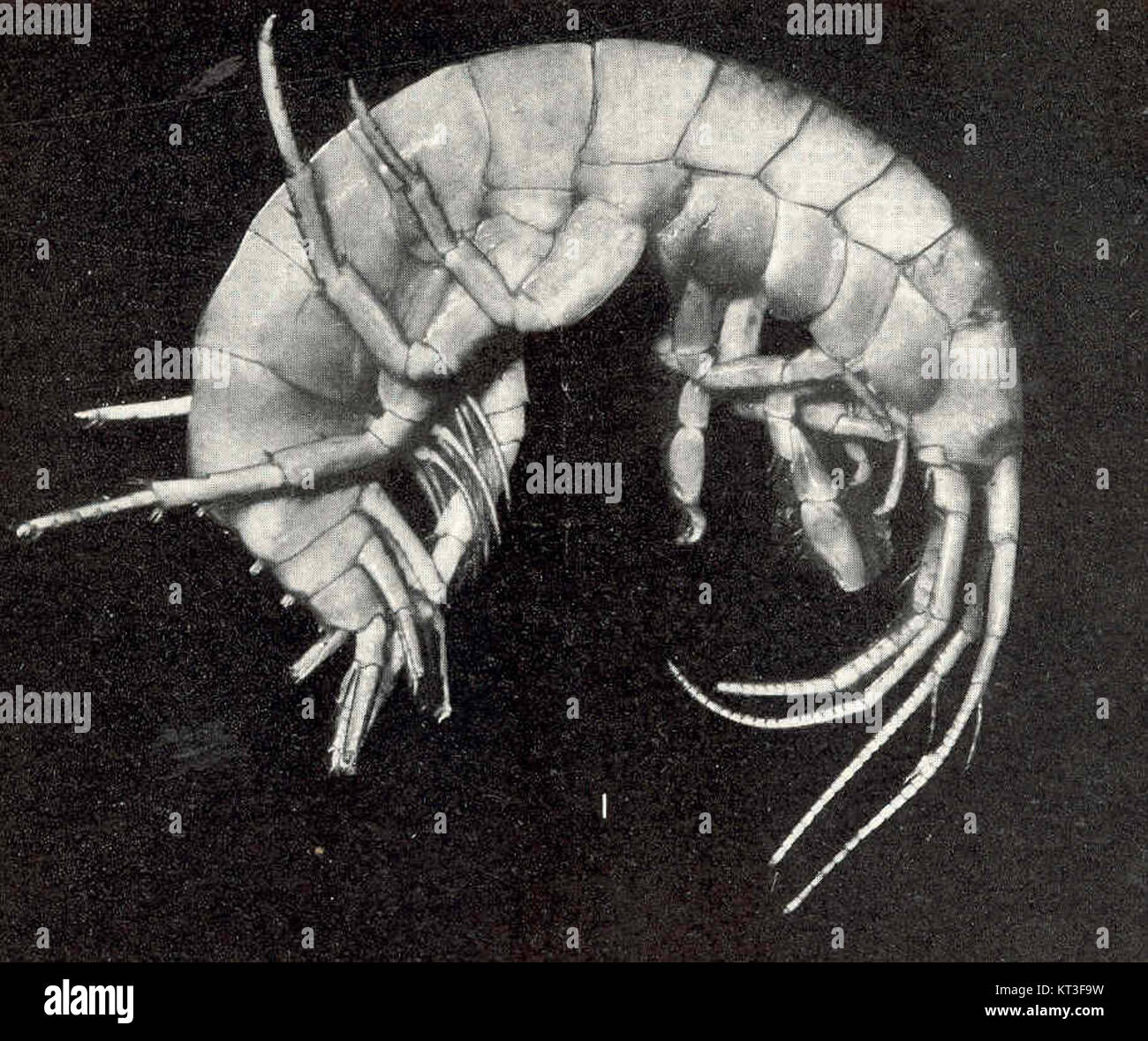 Crustacean amphipod hi-res stock photography and images - Alamy