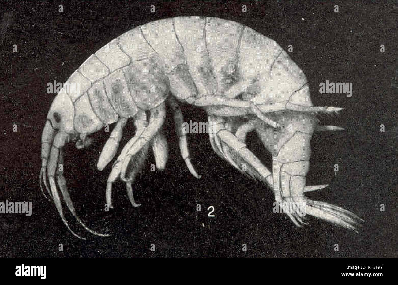 42859 Gammarus annulatus Vineyard Sound Stock Photo - Alamy