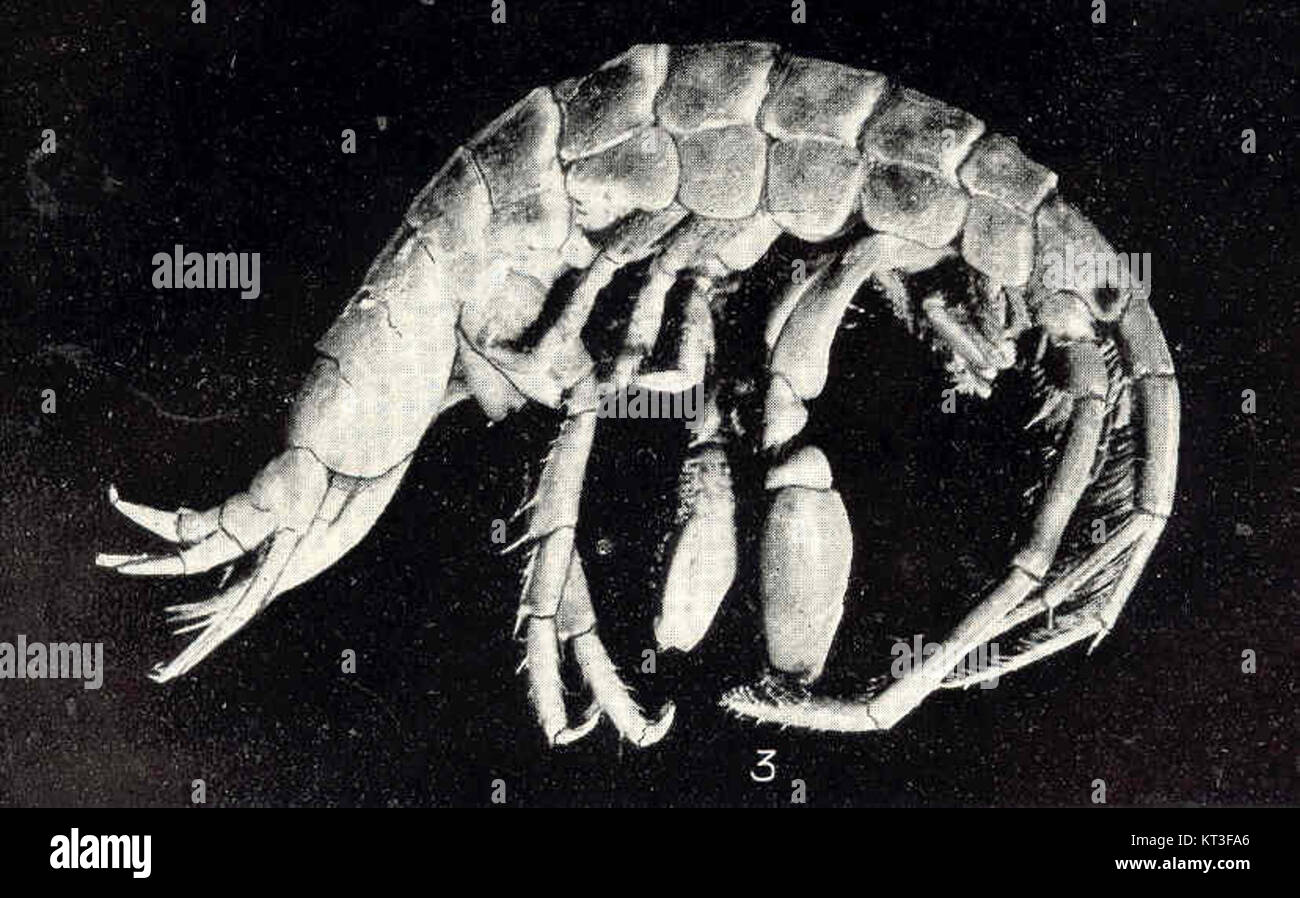 Marine isopod hi-res stock photography and images - Alamy
