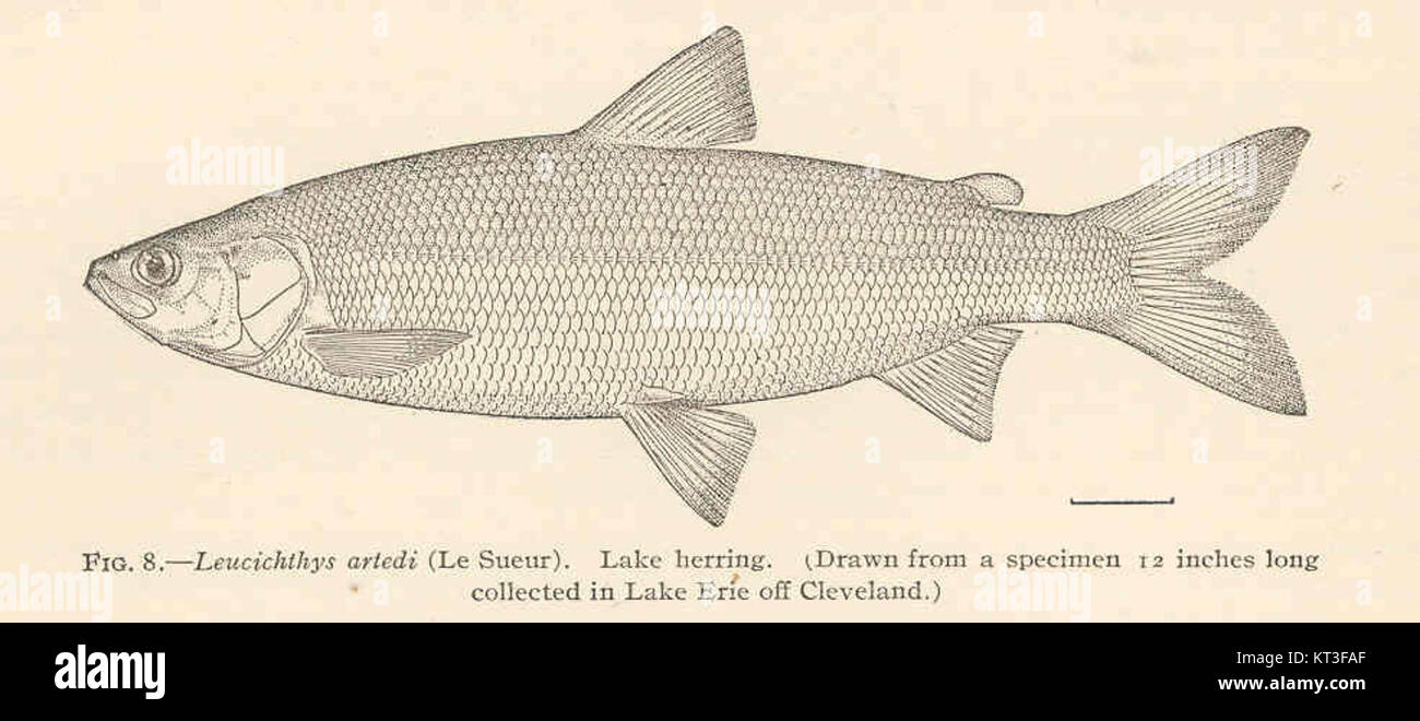 42875 Leucichthys artedi (Le Sueur) Lake Herring (Drawn from a specimen ...